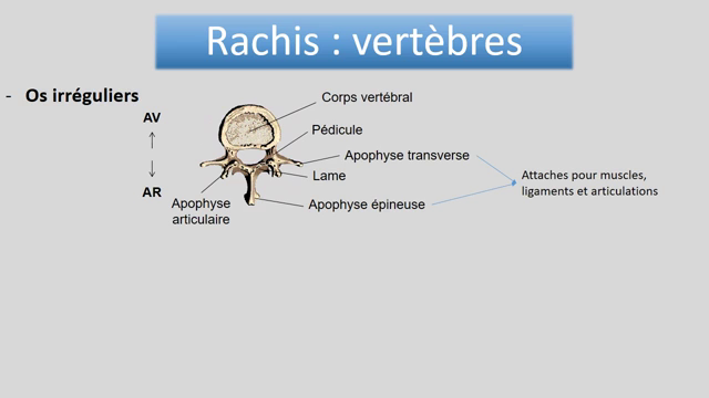 Médiathèque Pédagogique - Anatomie Du Rachis