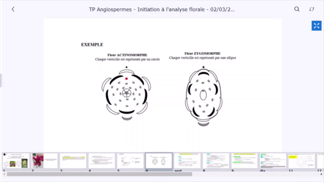 Médiathèque Pédagogique - Diagramme Floral De La Fleur De Lys
