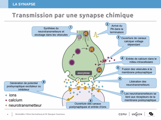 Médiathèque Pédagogique - La Synapse