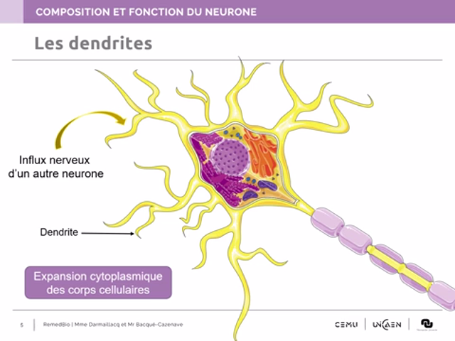 Médiathèque Pédagogique - Remedbio - Le Neurone