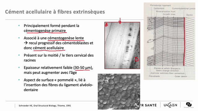 Médiathèque Pédagogique - Histologie : Le Cément