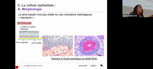 Médiathèque Pédagogique - G. Levallet - Les Épithéliums