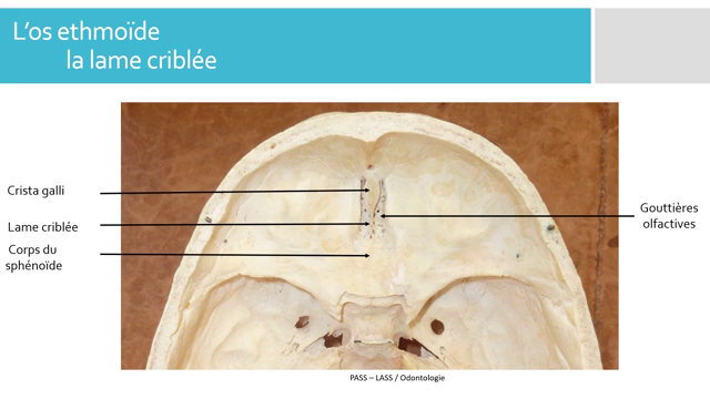 Médiathèque Pédagogique - K - Ethmoide
