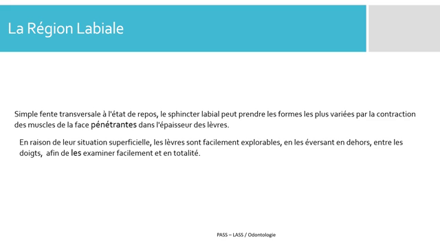 Médiathèque Pédagogique - D - La Region Labiale
