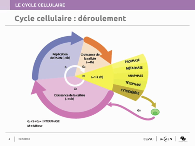 Médiathèque Pédagogique - Cours Remedbio - Le Cycle Cellulaire